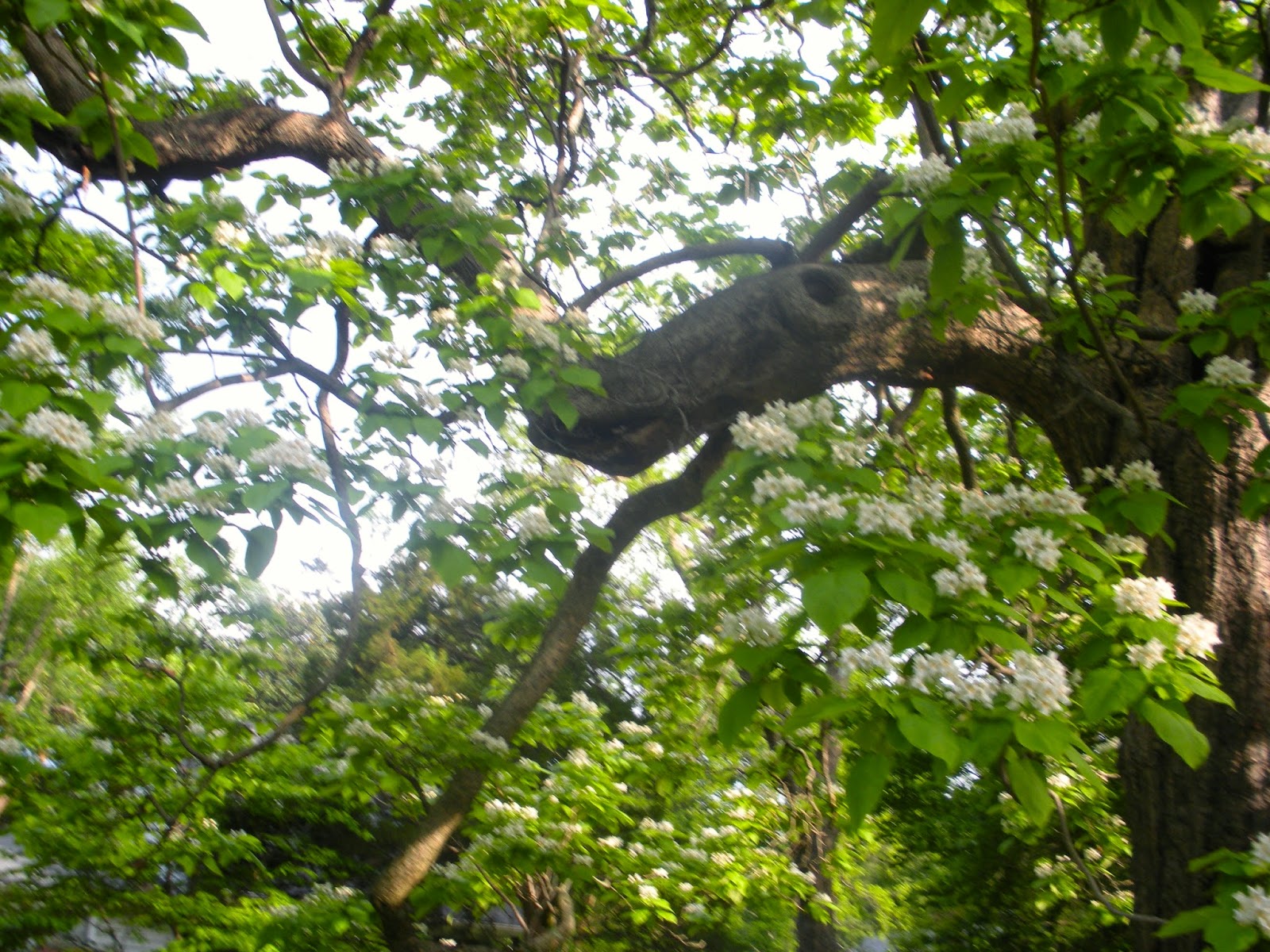 Memphis Trees: Eye catching trees