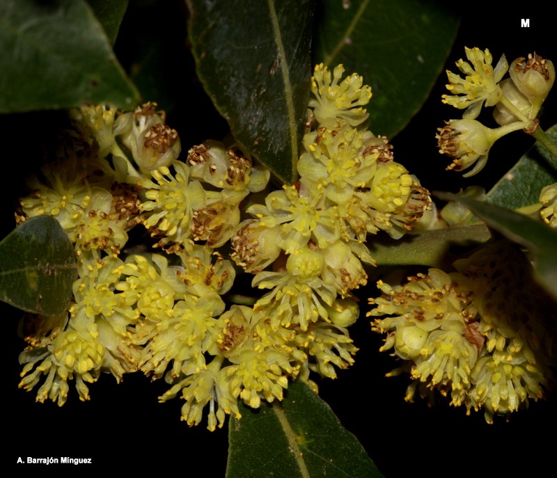 Naturaleza Viva: Laurus nobilis L. Fam: Lauraceae