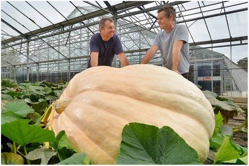 Labu Ini Didakwa Terbesar di Dunia. - Gaban Comel