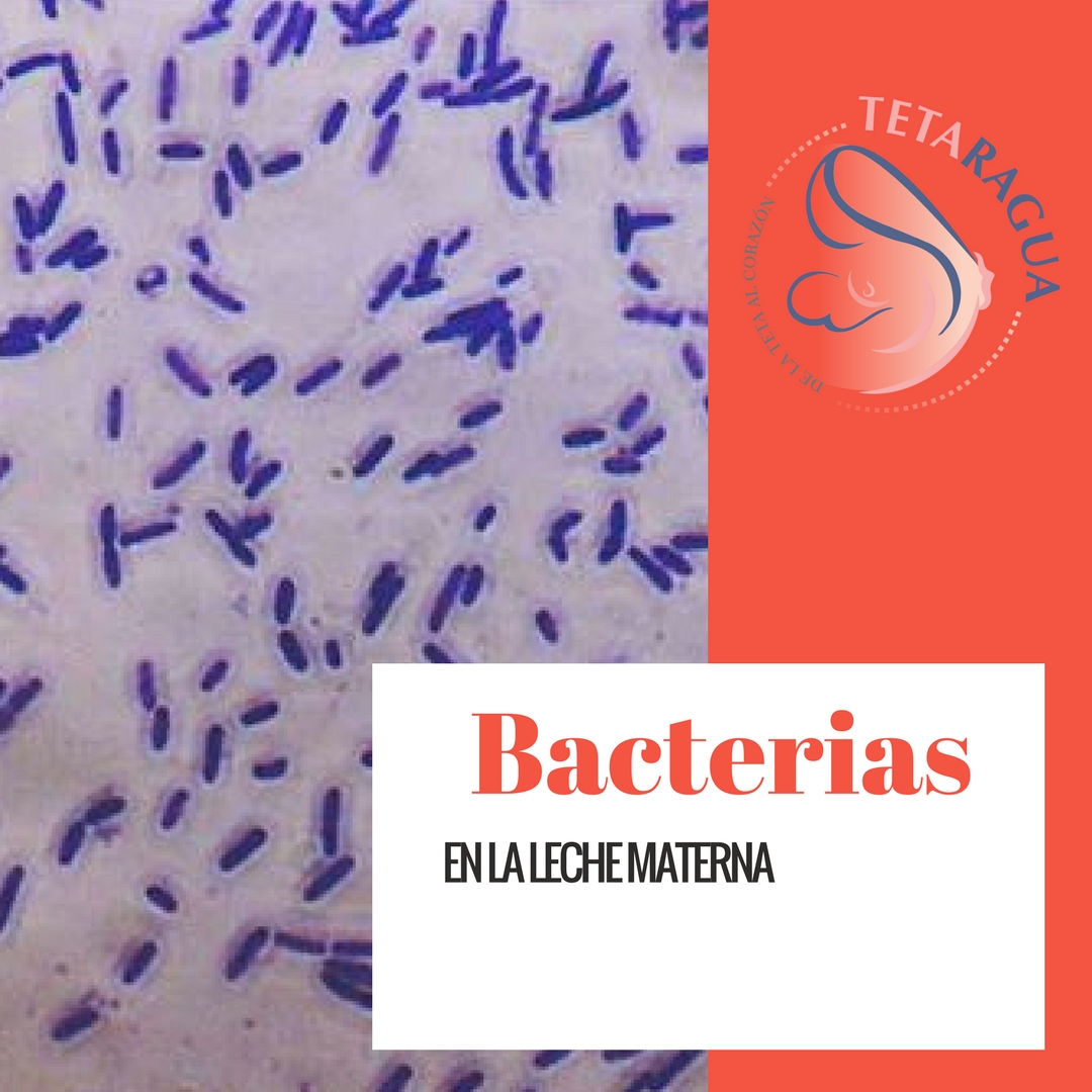 TETARAGUA: BACTERIAS EN LA LECHE MATERNA