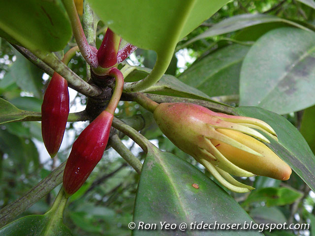 tHE tiDE cHAsER: Tumu Merah (Bruguiera gymnorhiza)