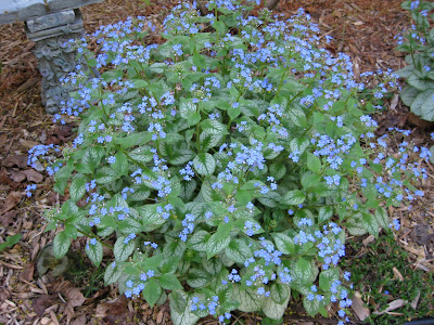 Rotary Botanical Gardens - Hort Blog: Brunneras for Fun (and Function)!