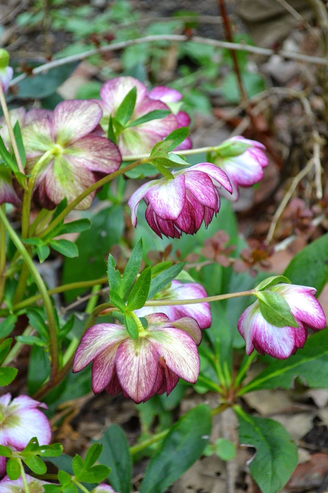 The Outlaw Gardener: Garden Bloggers' Bloom Day March 2014