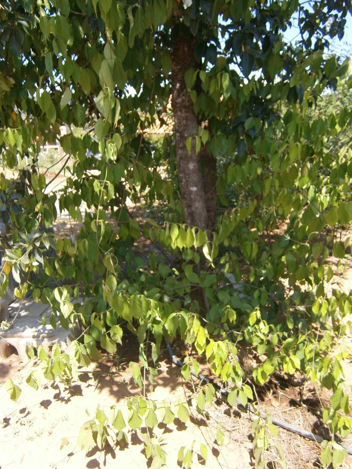 Zelando pela Chacrona e pelo Jagube: Os primeiros Jagubes