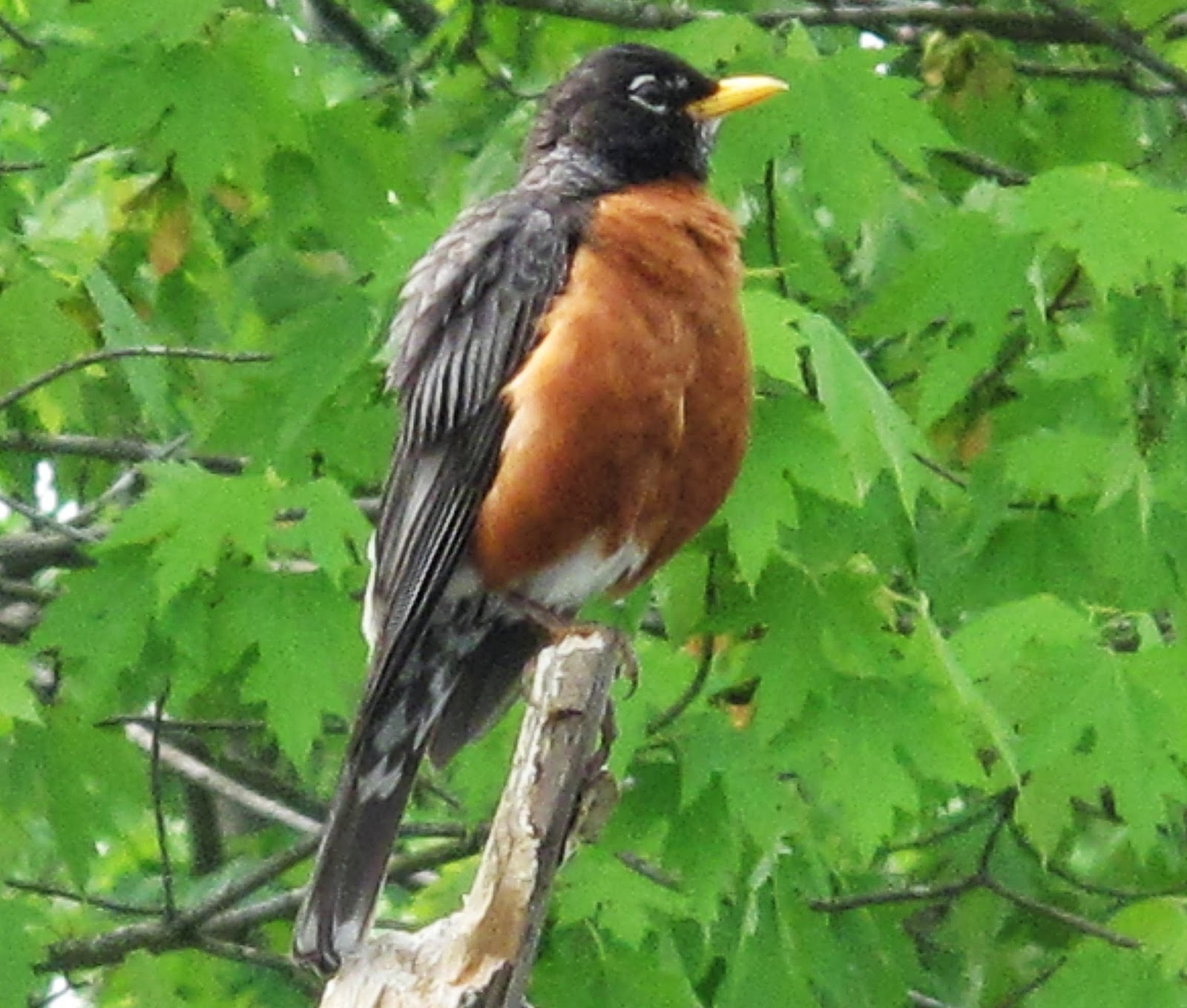 Facing Autism in New Brunswick: Conor's Fredericton 2012 - Part I