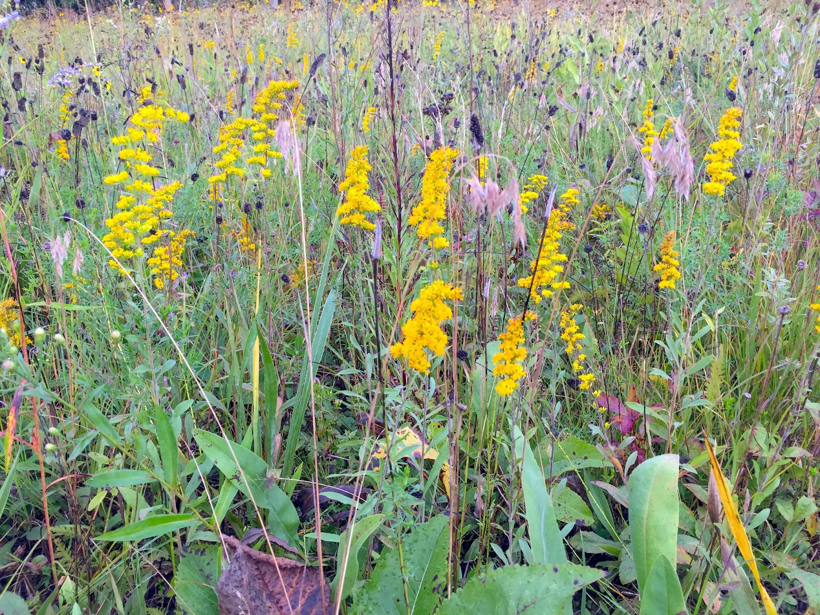 Strategies for Stewards: from woods to prairies : Gray Goldenrod – How ...