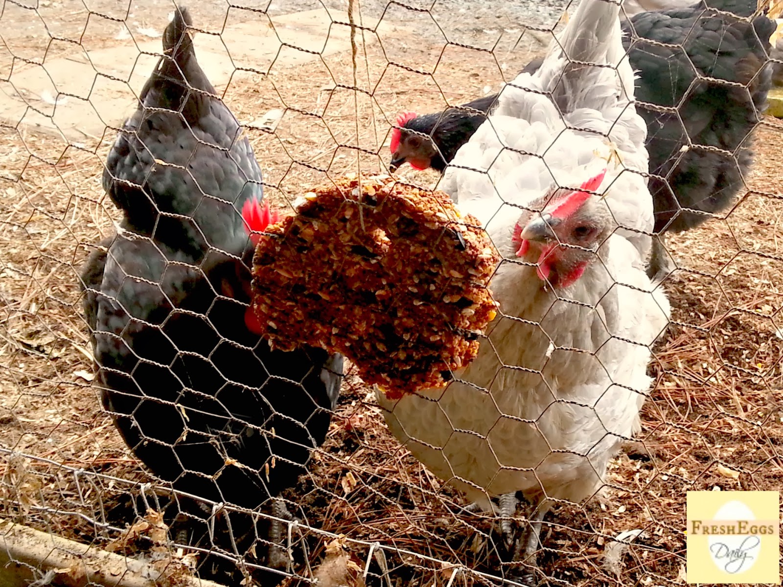 Flock Block Knock Off | Homemade Chicken Boredom Buster Treat - Fresh ...