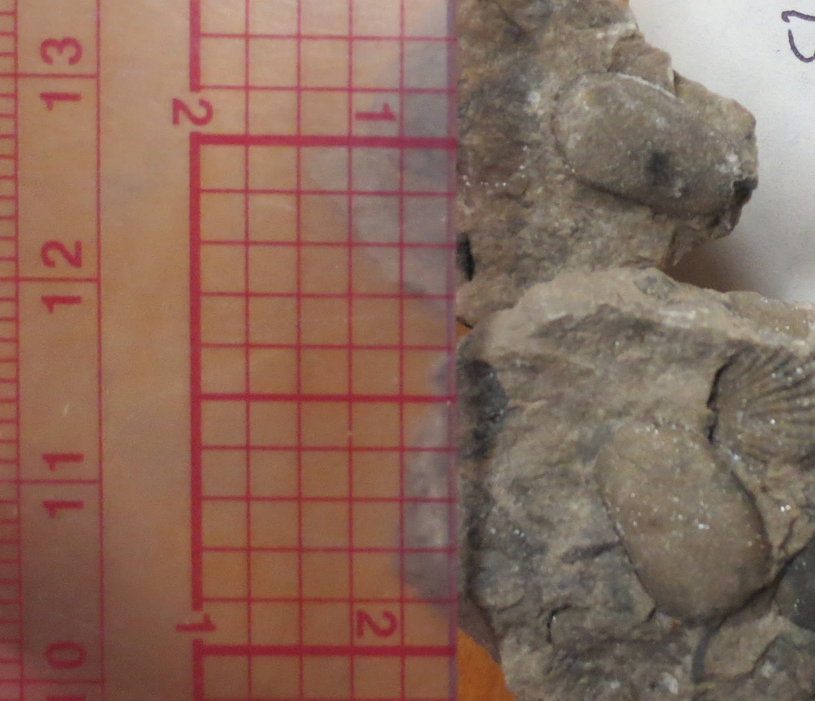 Equatorial Minnesota: The noble ostracode