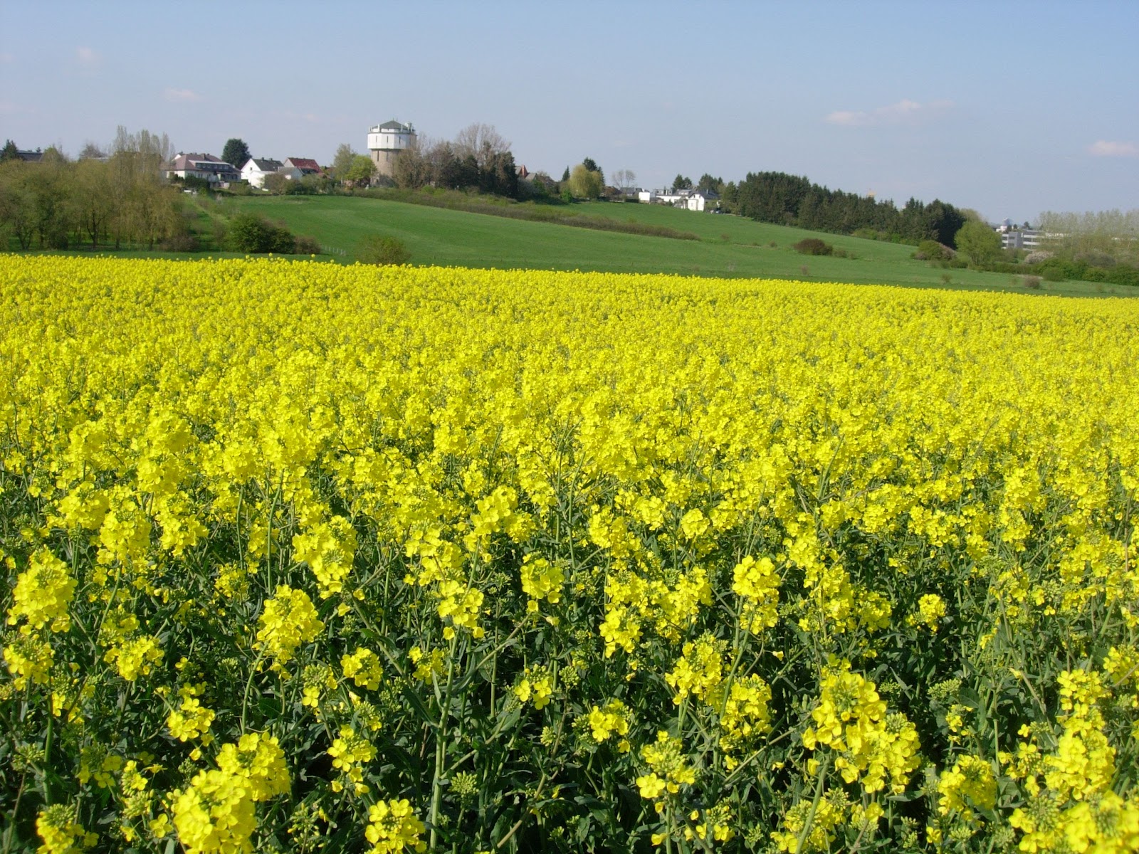 Life in Luxembourg and beyond: Flora 2 – Rapeseed Fields