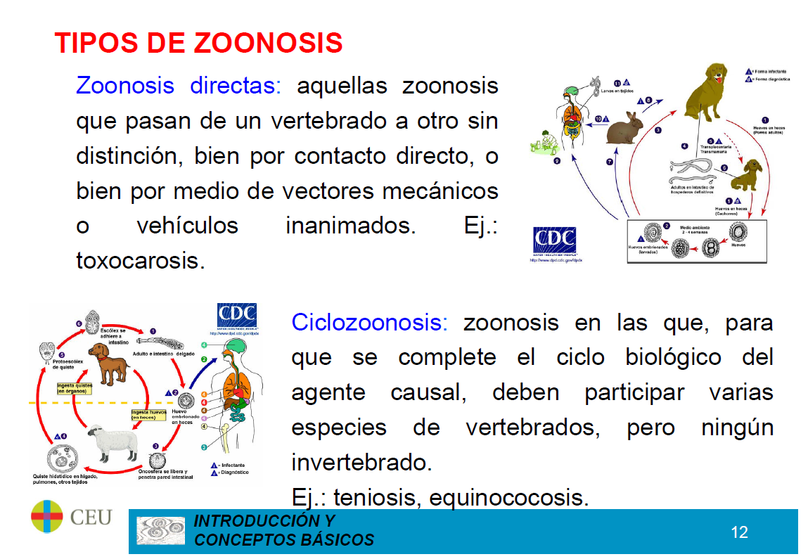 Acabemos con el maltrato a las palomas: Transmisión de enfermedades ...
