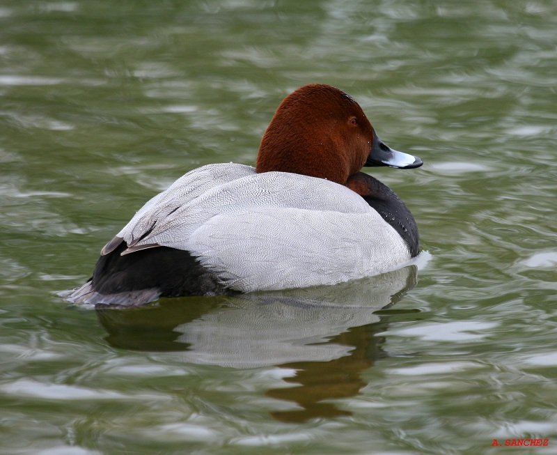 Aves de Aragón : Porrón europeo