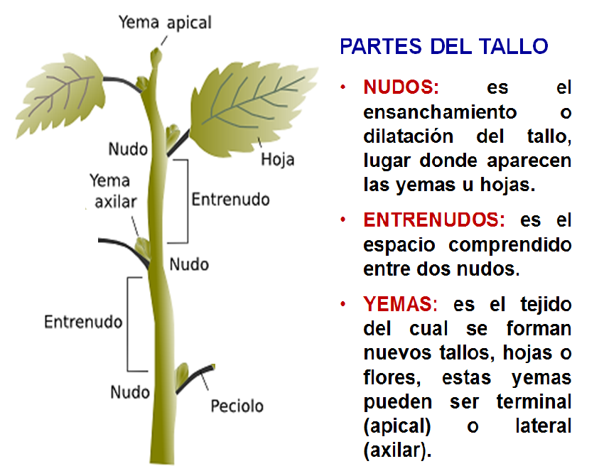 Biología didáctica: NSC 1° - Tallo