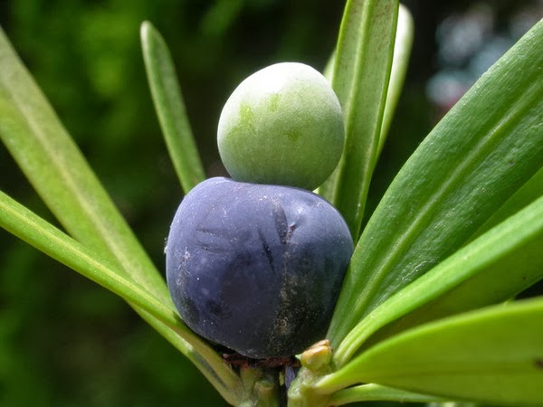 Living with Nature - School on Blog by Dr. Abercio V. Rotor: Arius ...