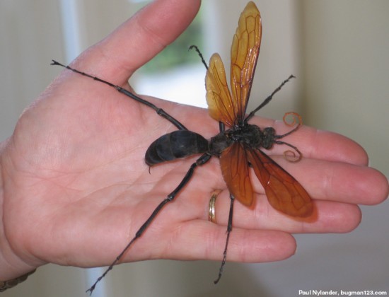 Amazing Creature: Tarantula Hawk | Amazing Creatures