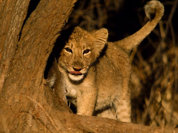 Foto Singa, Sang Raja Hutan | GambarBinatang.Com