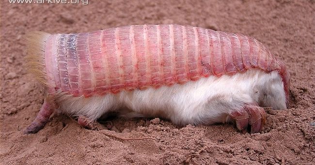 Argentina nativa: Pichiciego menor (Chlamyphorus truncatus)