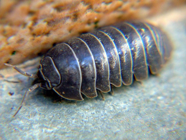 Tatu de jardim | WORLD ANIMALS