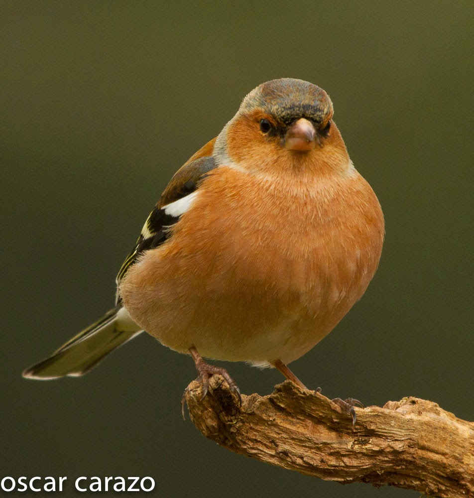 AVESANTURTZI: BUENOS PAJAROS: ZORIONAK