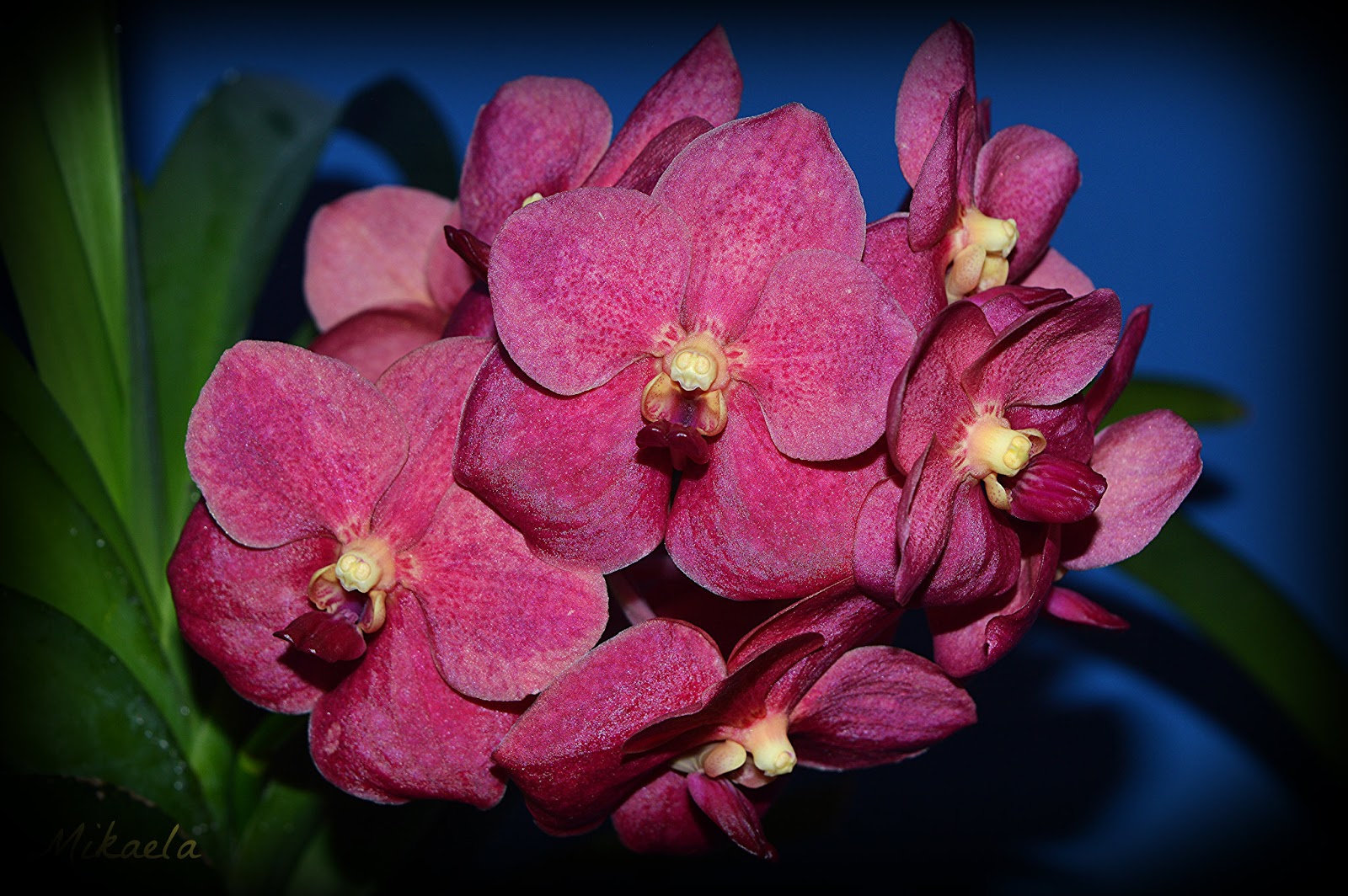 Orchids by Mikaela: Vanda, o orhidee spectacol