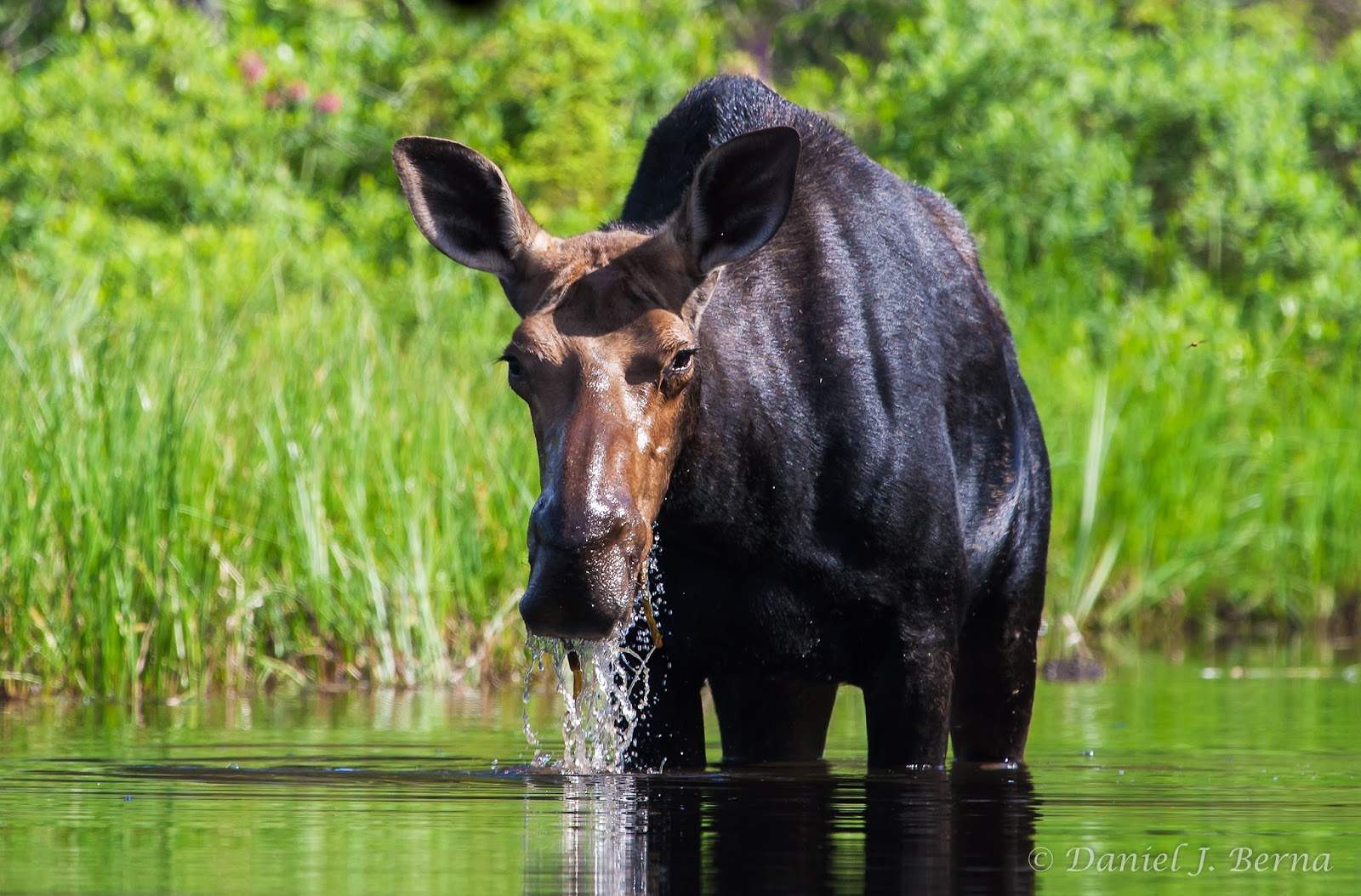 Daniel Berna Photography: 2013