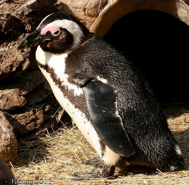 South African Photographs: Jackass penguin - Spheniscus dermersus