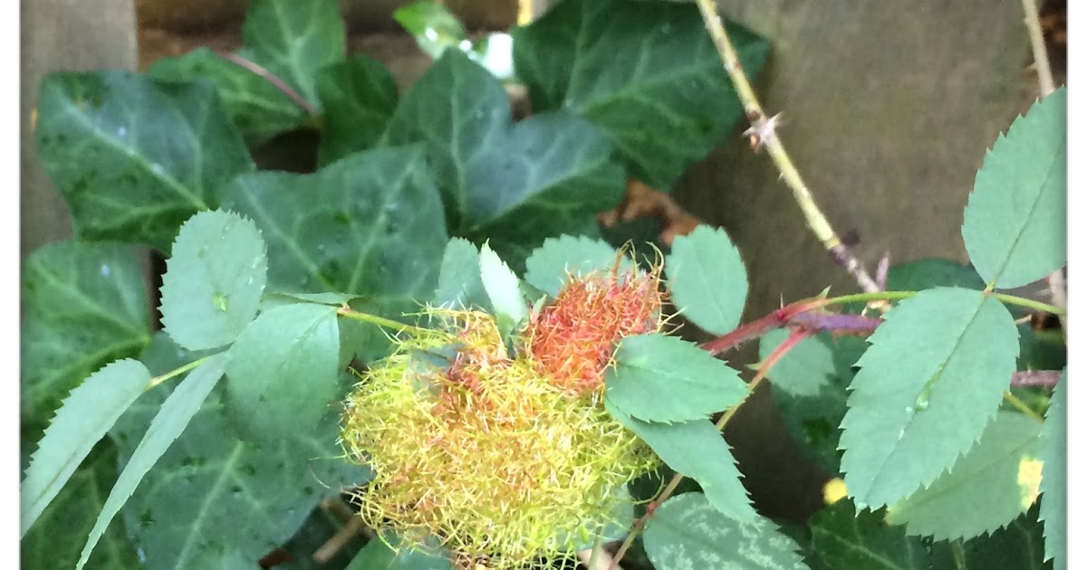 Heidi Horticulture: Rose Gall - Diplolepis rosae