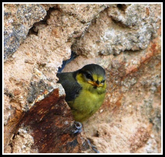 Barbara - Lilian - in - France.: Lavender posies