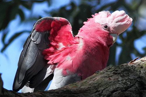 Types of galah - hisahour