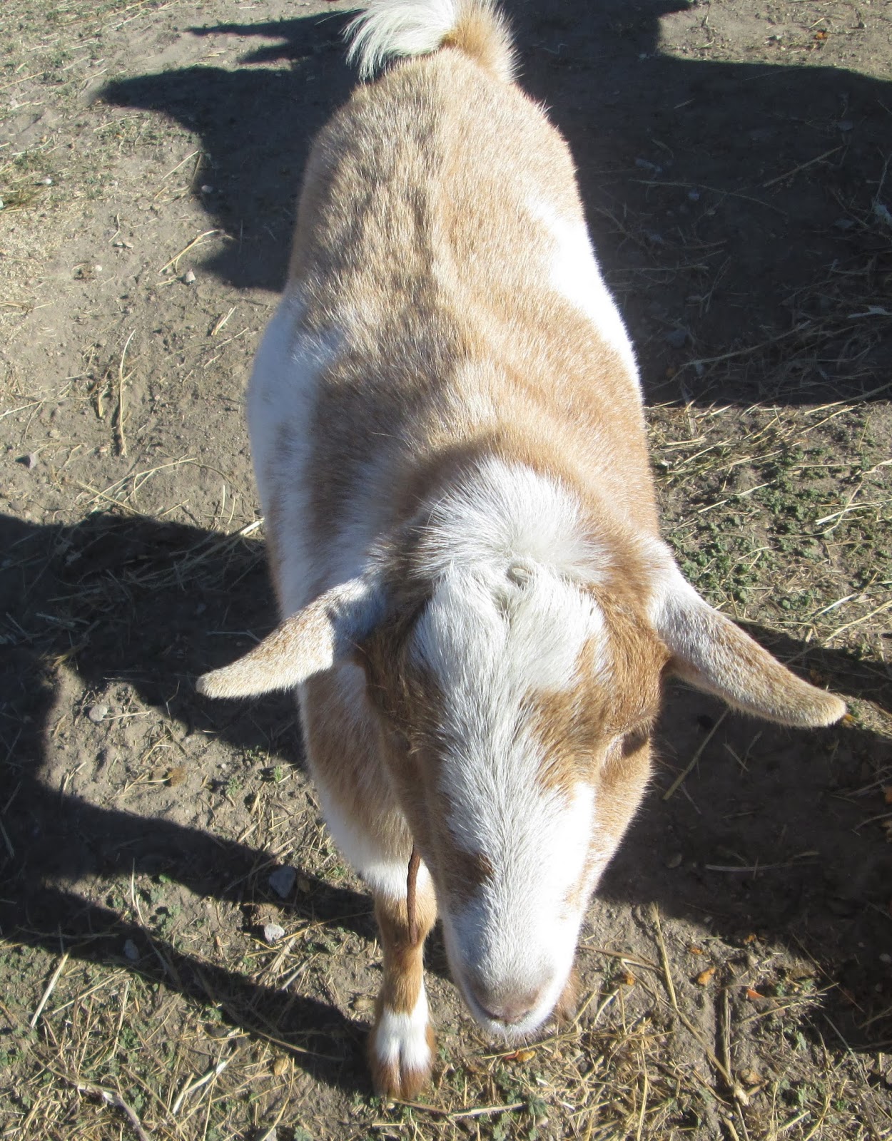 Animal Antics - Fun with Rescued Animals: New goat Angel arrives at ...