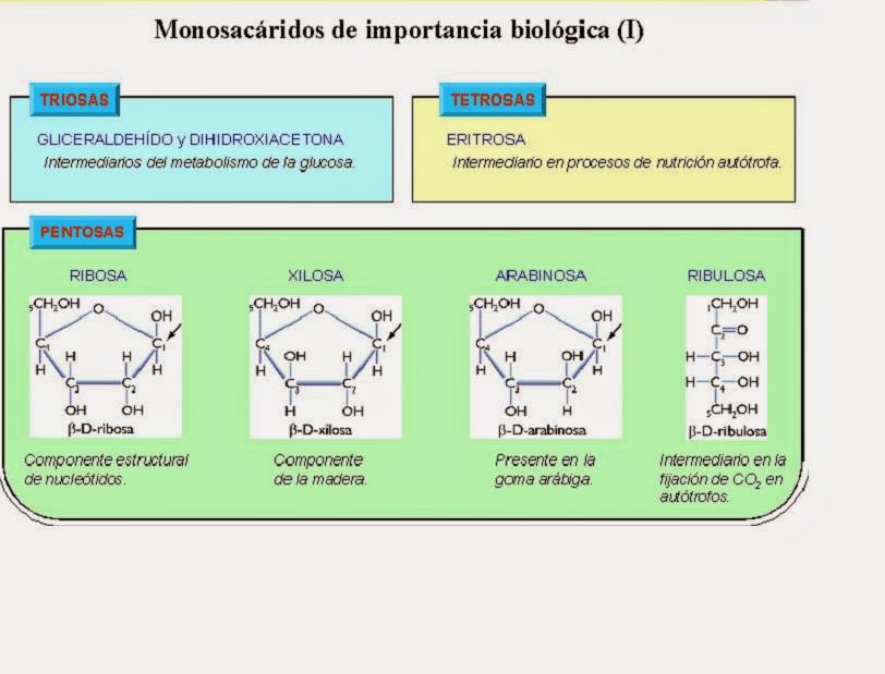 CARBOHIDRATOS: MONOSACÁRIDOS