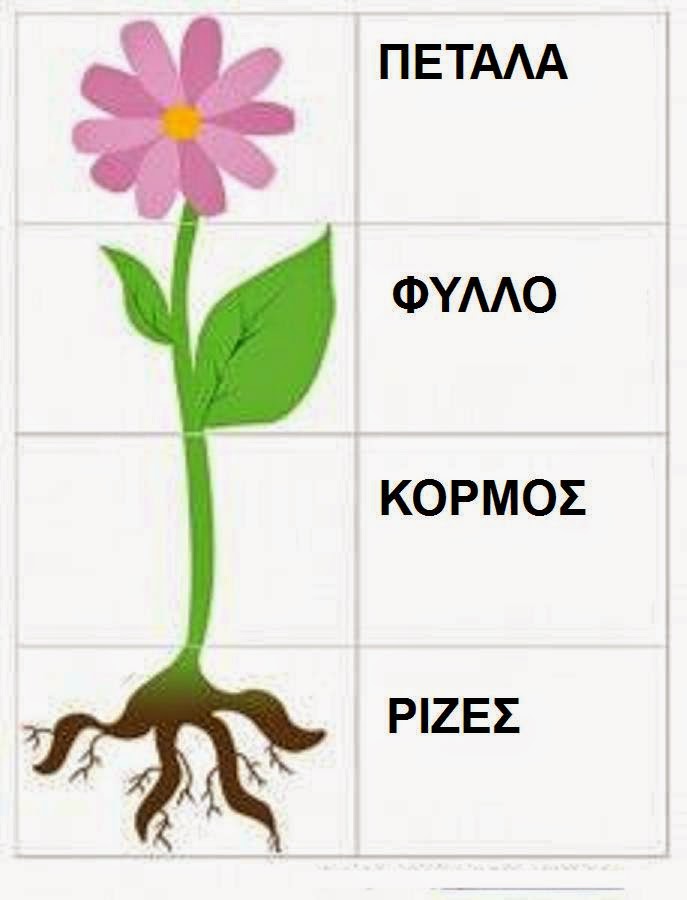 Χαρούμενες φατσούλες στο νηπιαγωγείο: ΤΑ ΜΕΡΗ ΤΟΥ ΛΟΥΛΟΥΔΙΟΥ