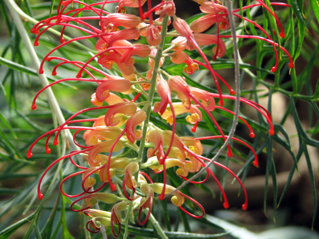 HHS Digital Photo Blog: Emily W- Red Plant