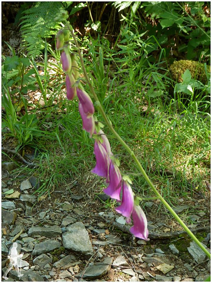Naturaleza y Paisajes de España: Dedalera (Digitalis sp.)