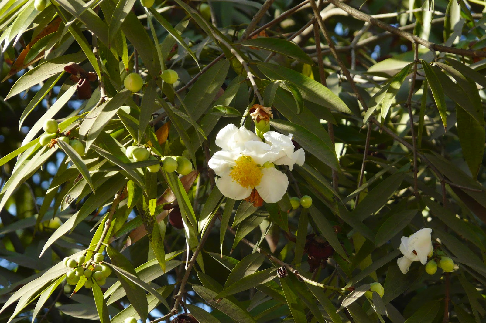 Vriksha Nursery: 100 plants you can grow in containers in in mumbai ...