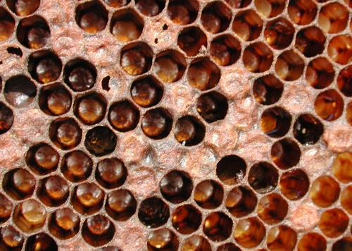 CORONA APICULTORES: LOQUE AMERICANA