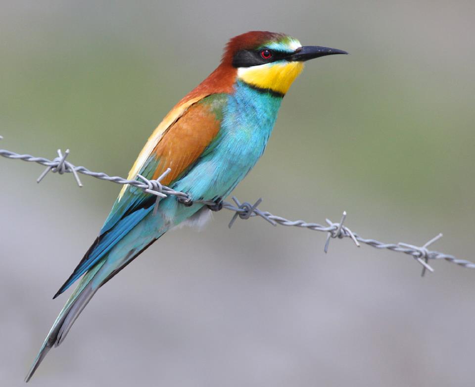 Πουλιά της Λέσβου: Μελισσοφάγος (Merops apiaster)
