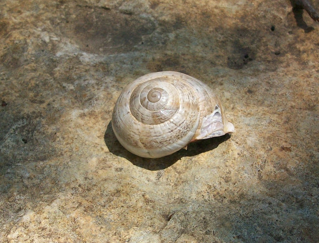 Window on a Texas Wildscape: BAD snail!