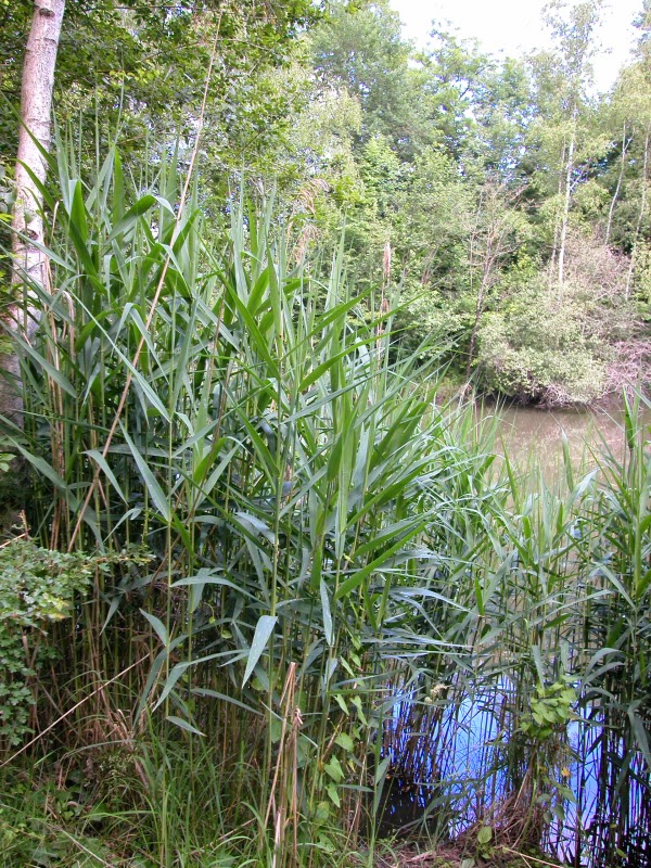 Les Petites Herbes: La flore sauvage de l’Espace régional du plateau de ...
