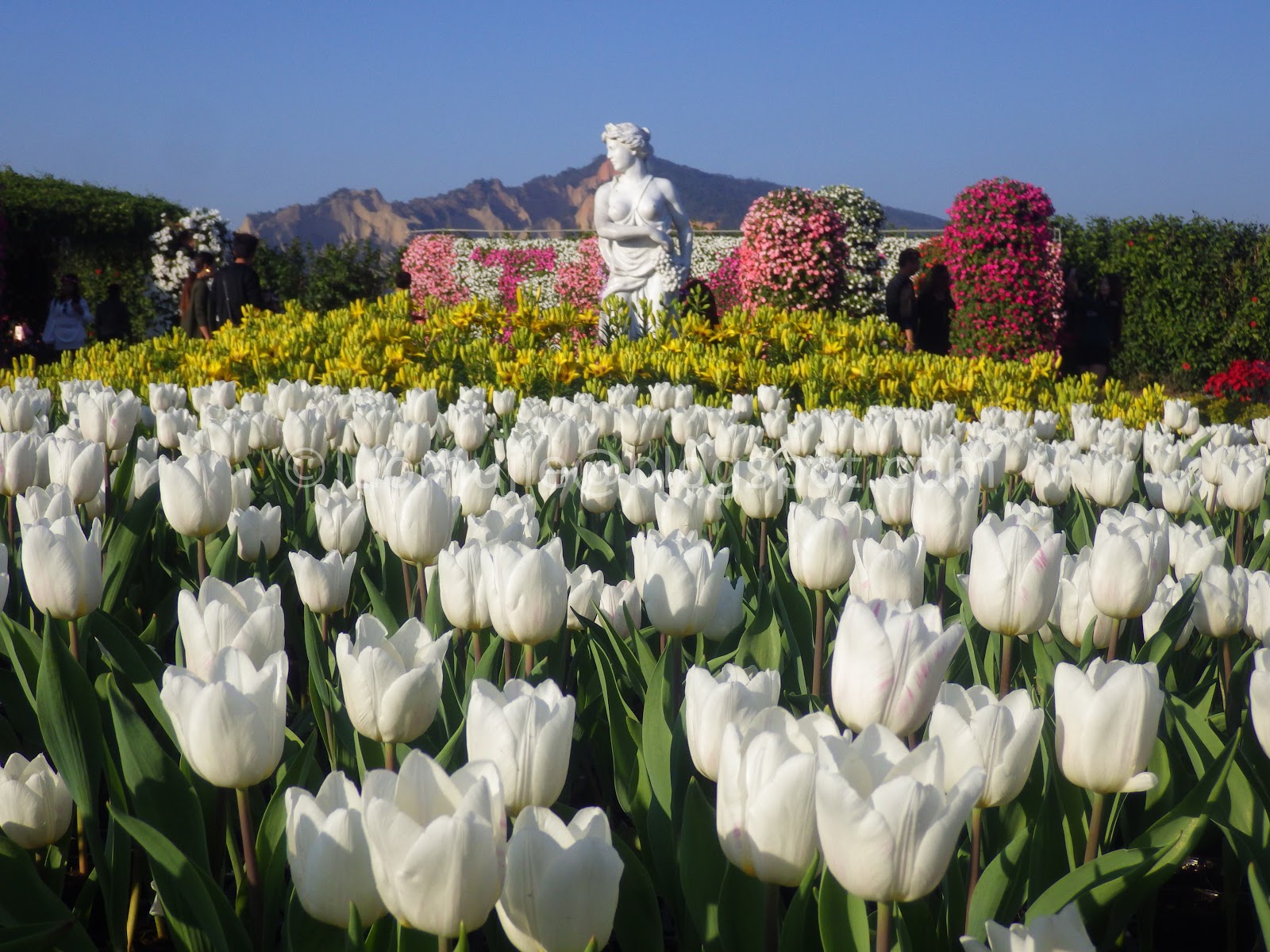 Taiwan tulips - Zhongshe Sightseeing Flower Market (中社观光花市) - Taichung ...