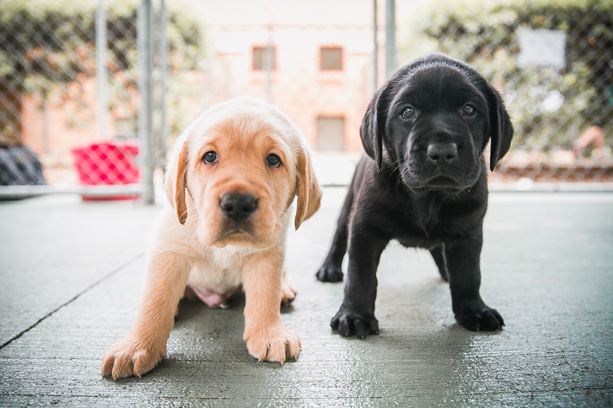 What Dogs Make The Best Guide Dogs