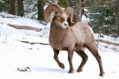 Ram's Horn: Ram Anatomy