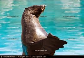 Mi herencia...: Animalitos...