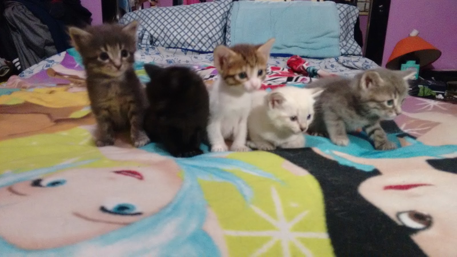 El Blog de Izquierda: Se busca hogar para 5 gatitos en Ecatepec, Edomex