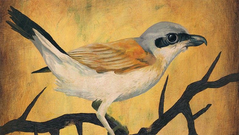 Dave Bain Blog: Butcher Bird