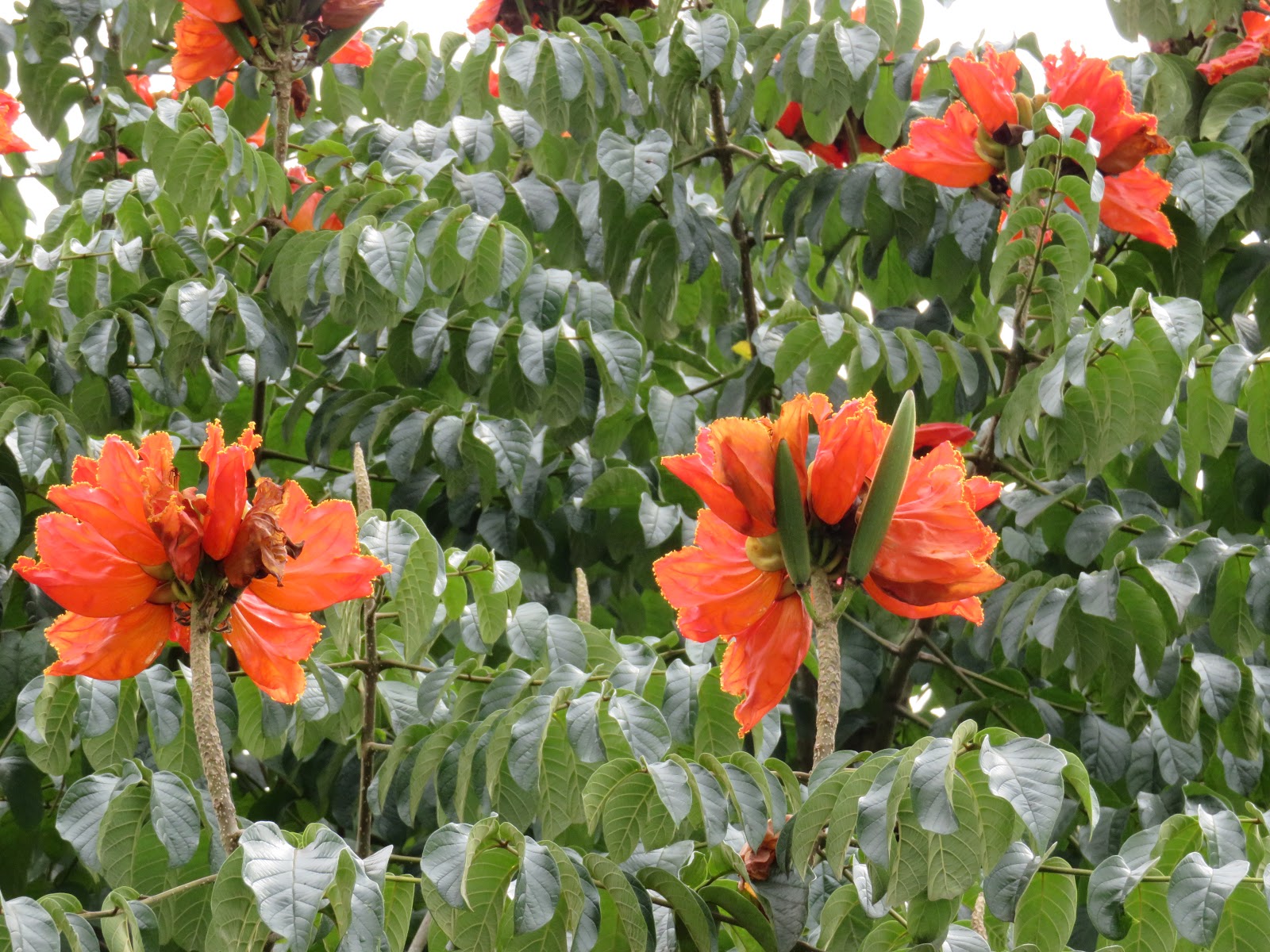 HORTA À PORTA: SPATHODEA CAMPANULATA (ESPATÓDEA, TULIPEIRA, BISNAGUEIRA ...