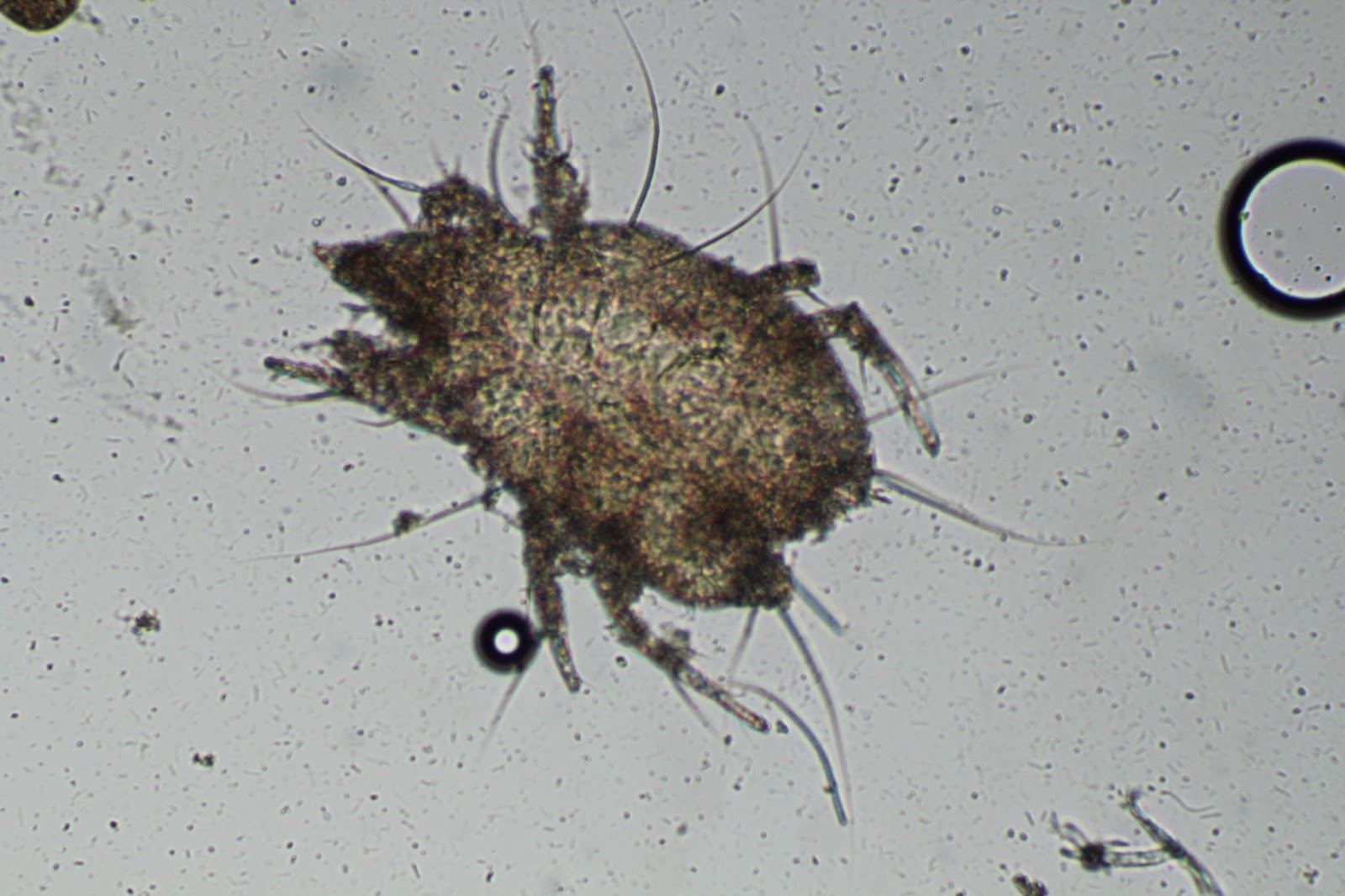 Lab Animal Vet: Fun Facts Q7: Can you identify these parasites?