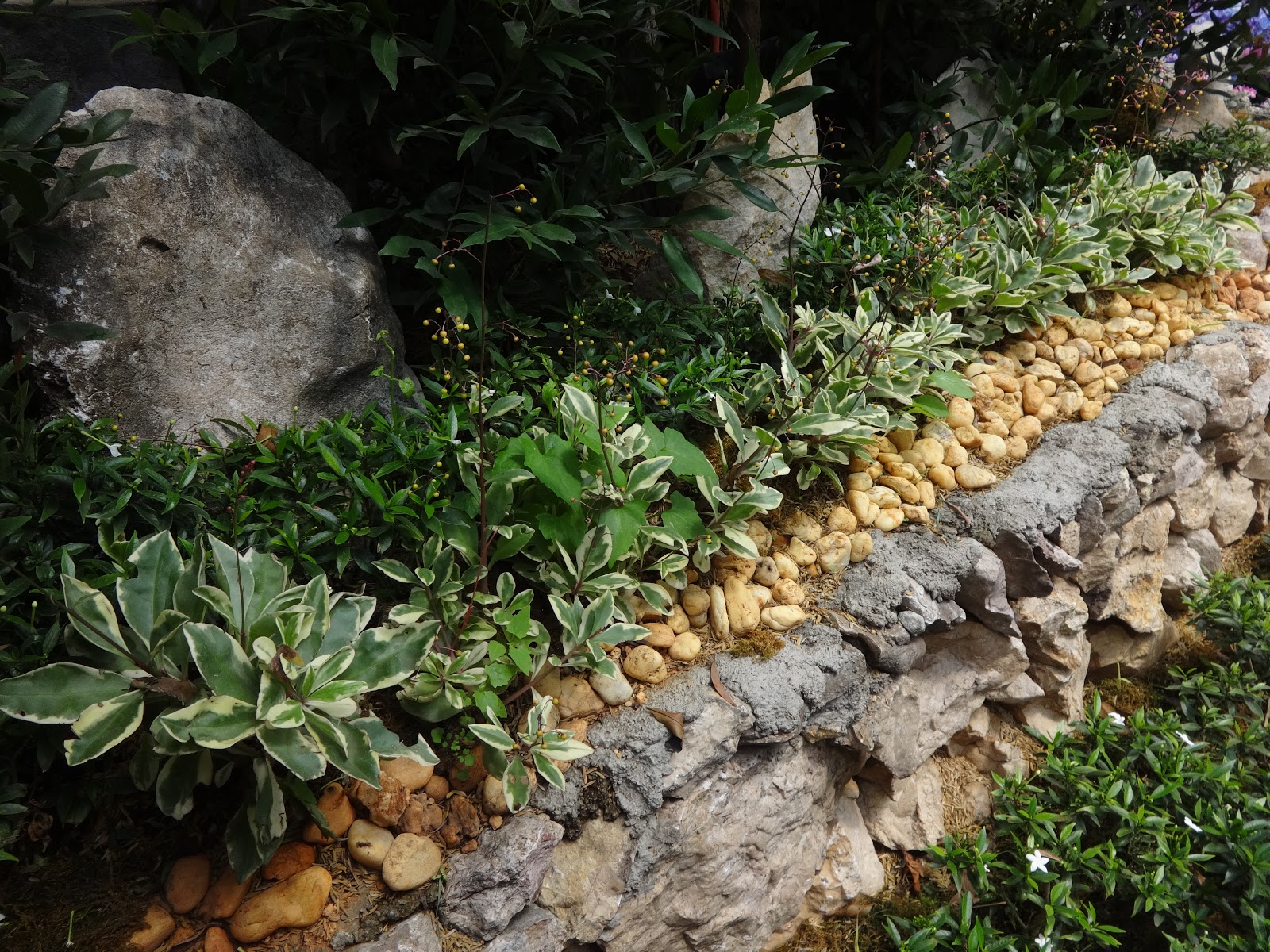 Herbs from Distant Lands: Talinum triangulare - Philippine Spinach ...