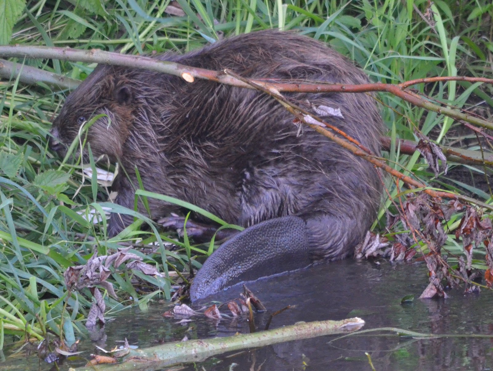 Vogels in de Oranjepolder (en soms ver daarbuiten): De bolle bever