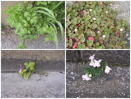 ict-tutorial-paradise: 浜っ子の横浜散歩 (2011/06/20 横浜市神奈川区 路地に咲く花)