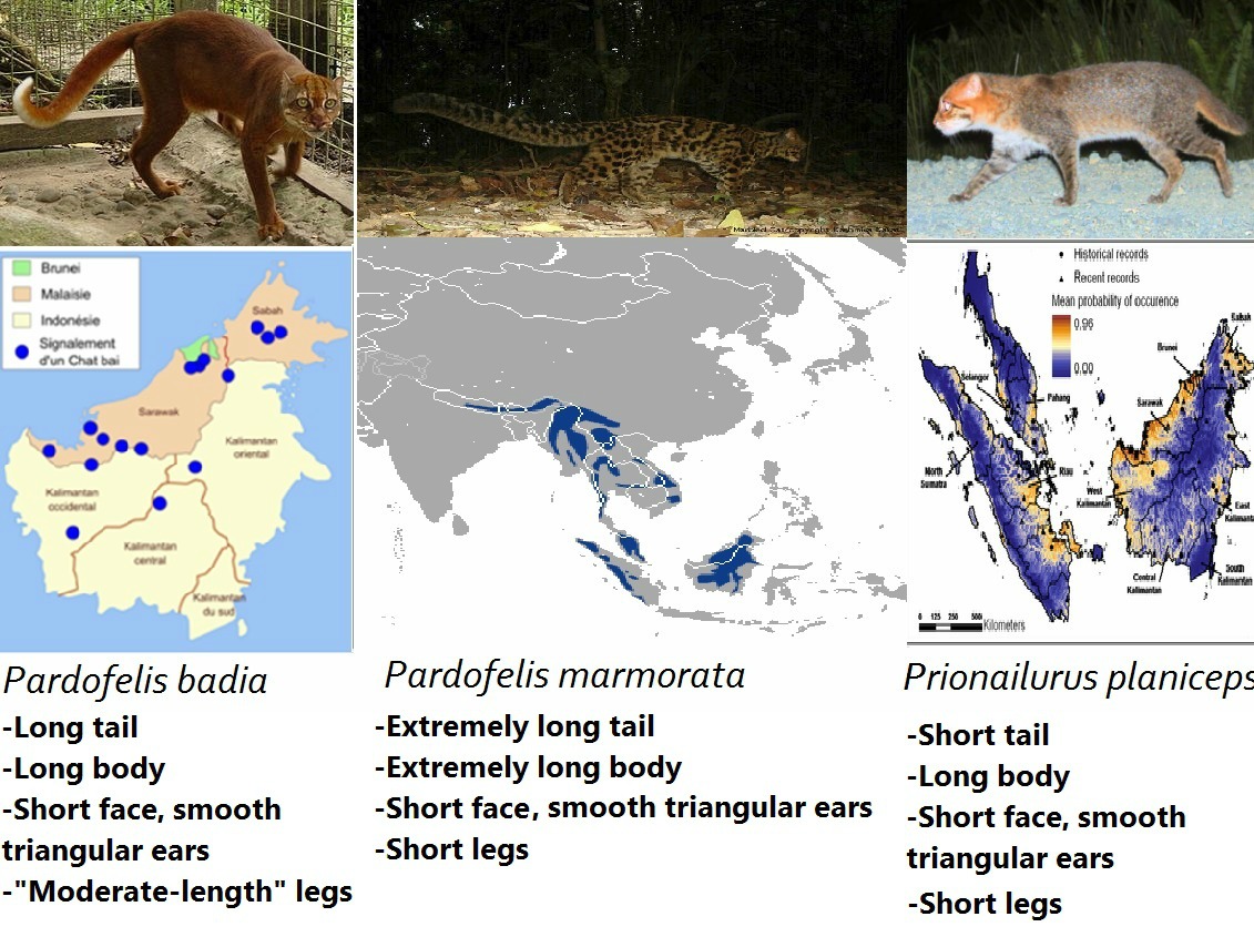 Domain of the C-Rex: Jaguarundis: Pygmy Pumas of Avatar